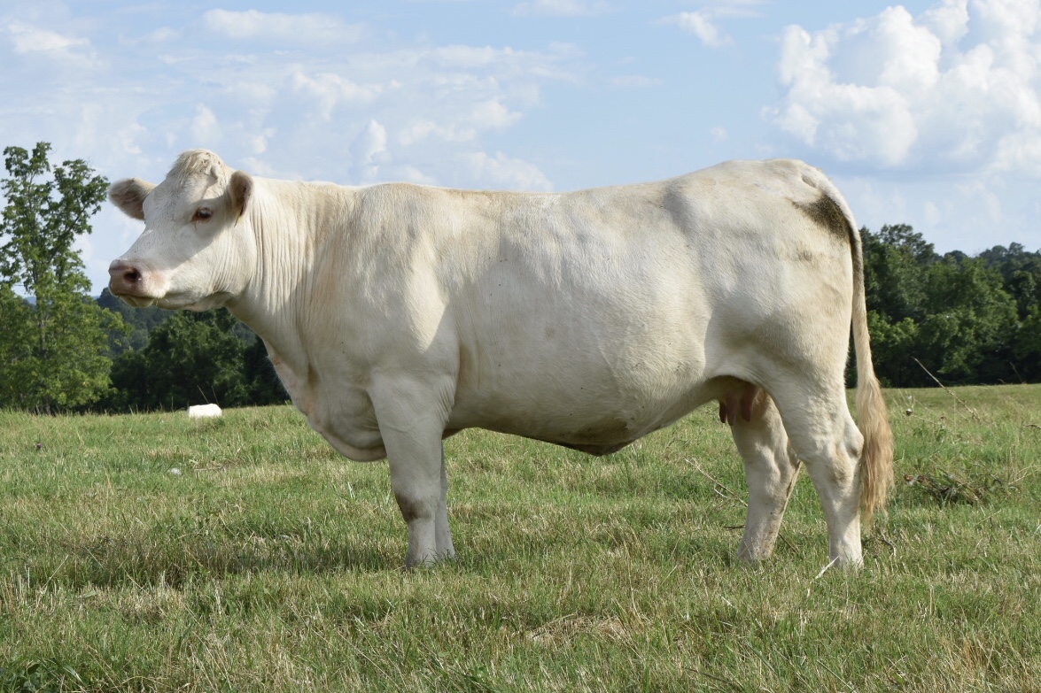 Females | Hudspeth Farms